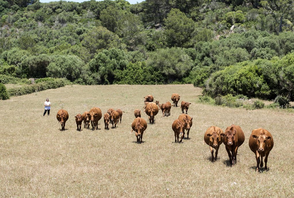 foodnected_cows_featured - Earth Overshoot Day