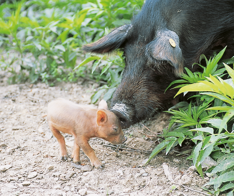 Preserving indigenous pig breeds - 100 Days of Possibility